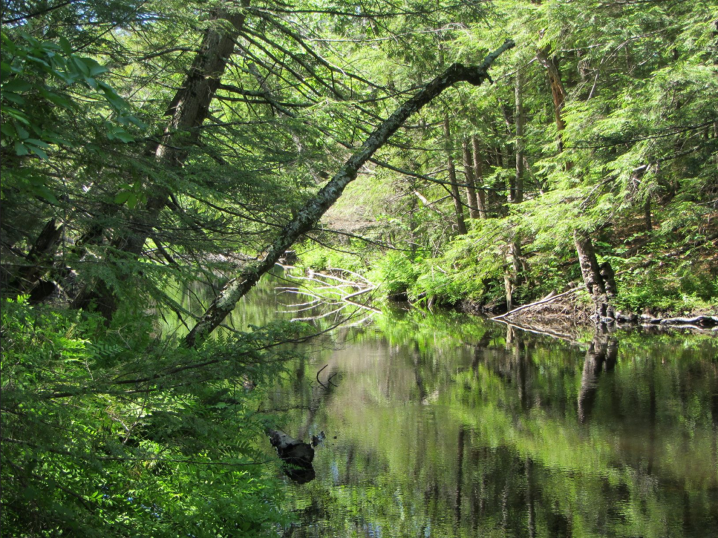 Union Meadows Wildlife Management Area - Explore Moose Mountains